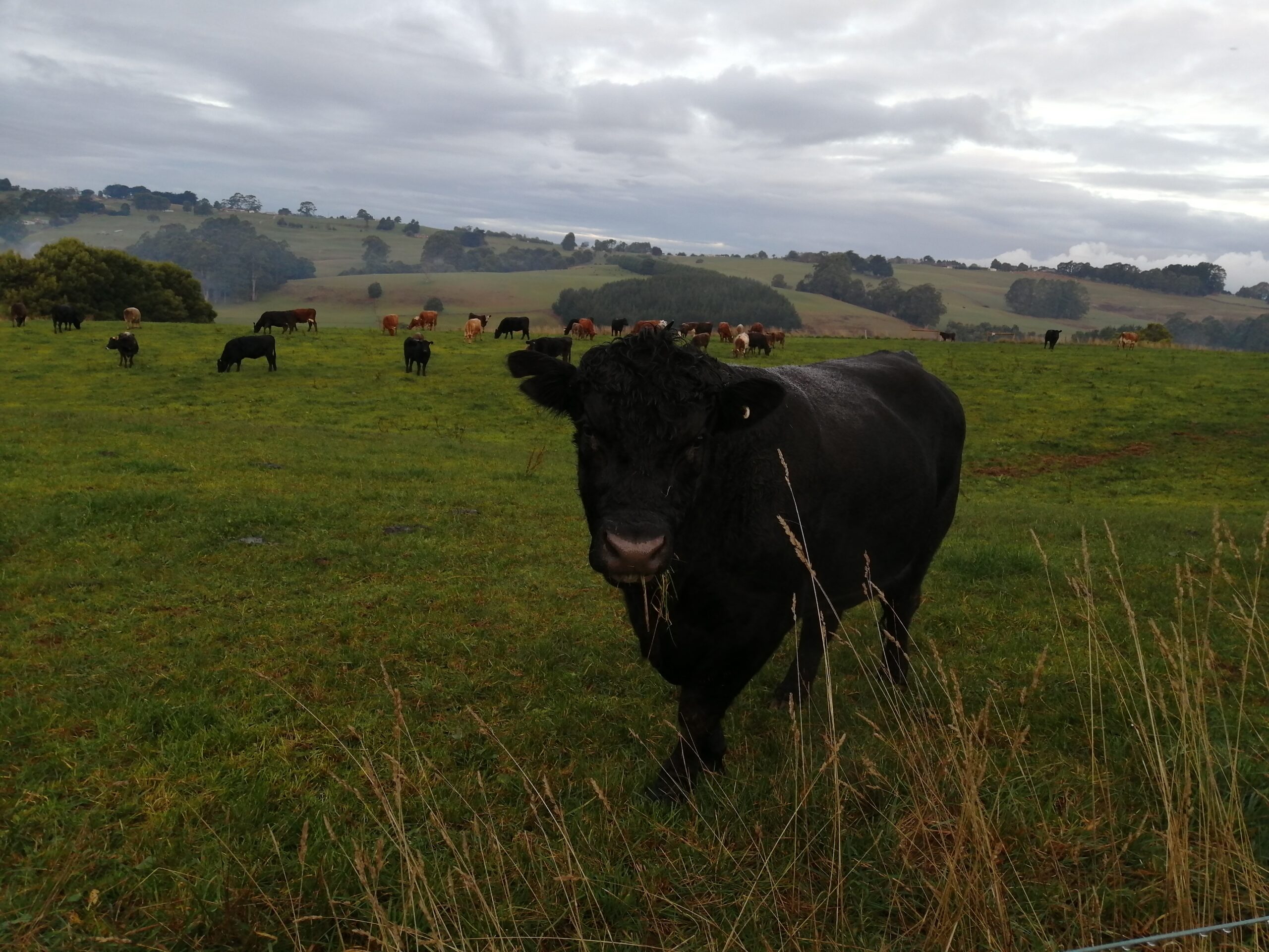 Seabrook Valley Farm - Sprout Tasmania